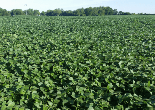 R5 And R6 Growth Stages Determine Yields - Field Advisor