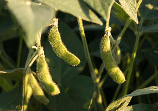 Building a Successful Soybean Budget - Field Advisor