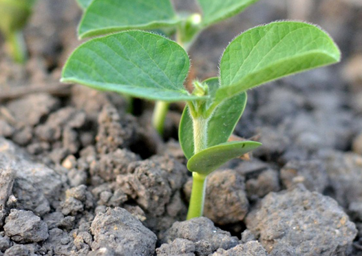 WEBINAR: The SOY FACTORY - Managing the System for Maximum Output ...