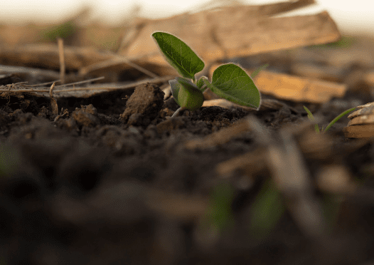 Ethylene Management for High Yield Soybeans - Field Advisor