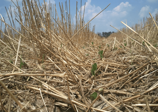 Timely Tips for Planting Double Crop Beans - Field Advisor