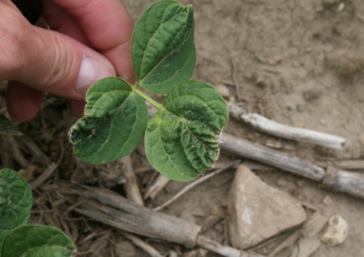 Diagnosing Field Issues in Soybeans - Field Advisor