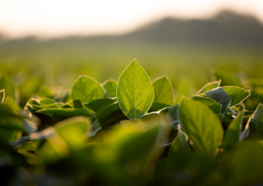 Program Application Deadlines - Field Advisor