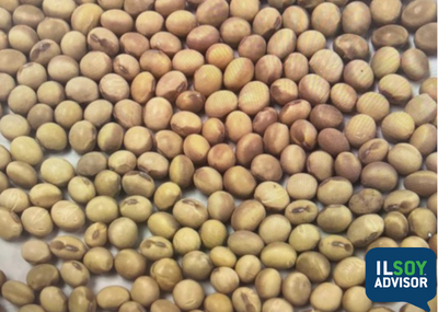 Soybeans of Other Color (SBOC) – What does this really mean? - Field ...