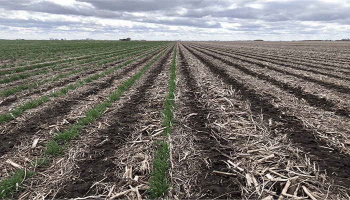 Cover Crop Management Strategies in Commodity Crop Systems for Soil ...