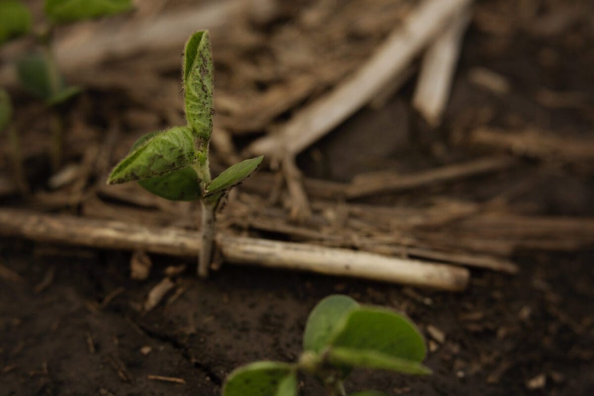 Understanding the Fundamentals of Soybean Growth - Field Advisor