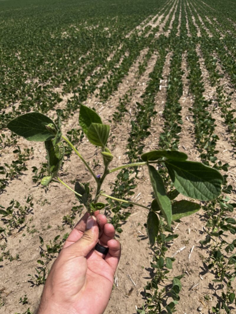 The Fate of Soybeans During Drought - Field Advisor