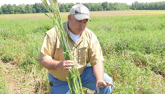 Cover Crop Chronicles: Management Strategies Before Corn - Field Advisor