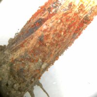 Tackling Red Crown Rot: Scouting, Diagnosis, and Current Management ...