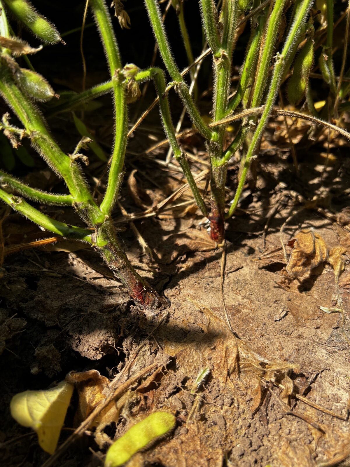 Tackling Red Crown Rot: Scouting, Diagnosis, and Current Management ...