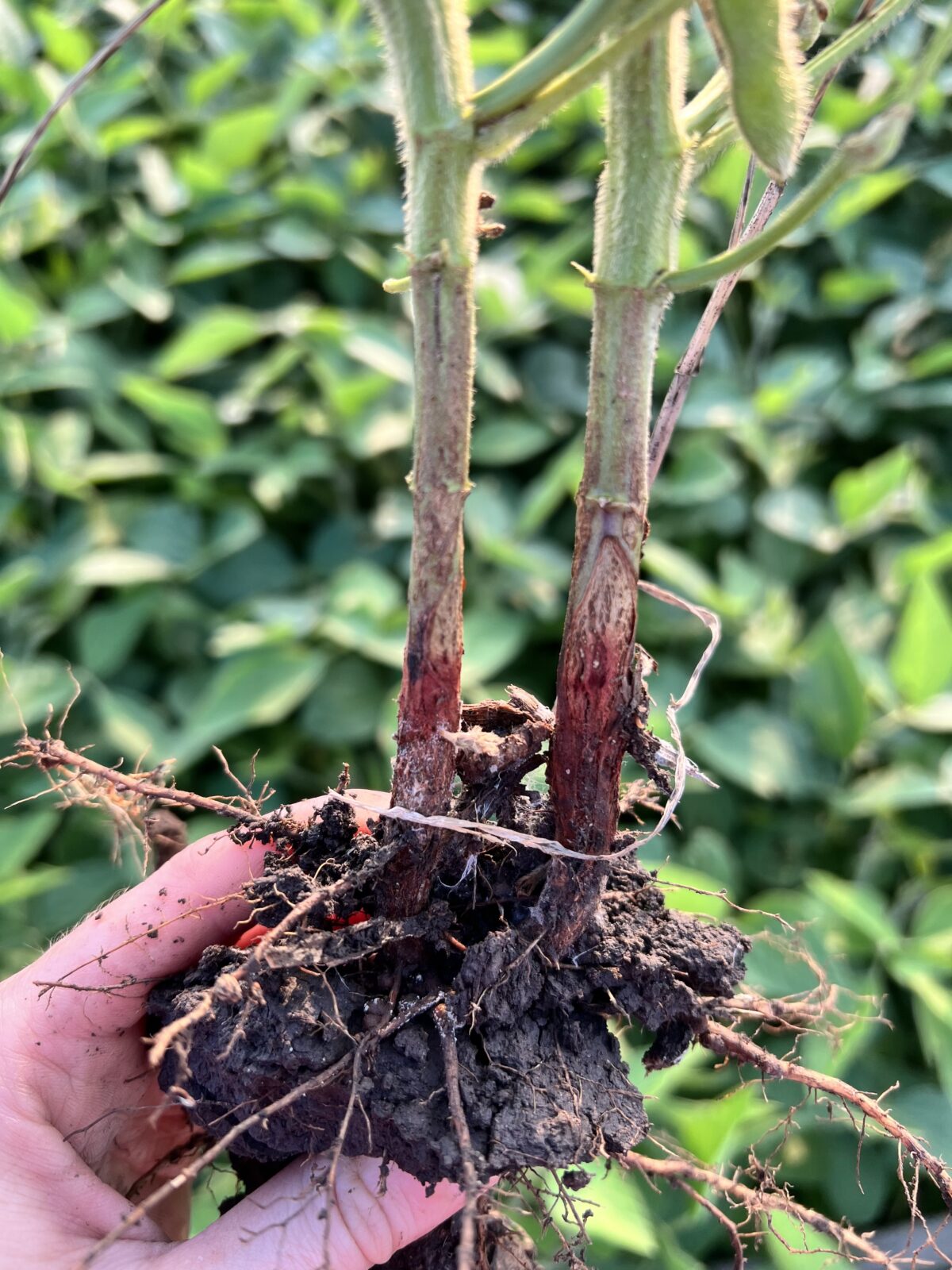 Tackling Red Crown Rot: Scouting, Diagnosis, and Current Management Strategies - Field Advisor