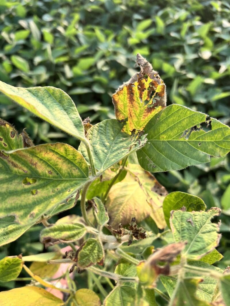 Tackling Red Crown Rot: Scouting, Diagnosis, and Current Management ...