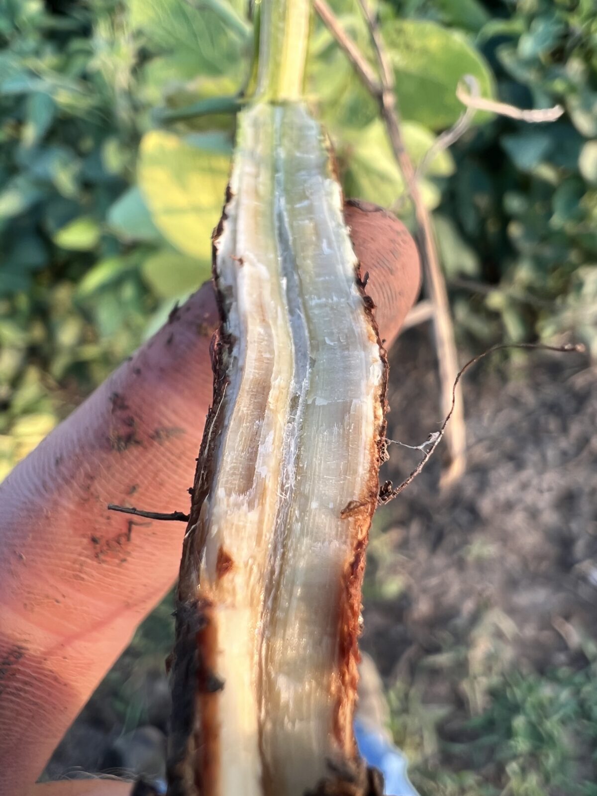 Tackling Red Crown Rot: Scouting, Diagnosis, and Current Management Strategies - Field Advisor