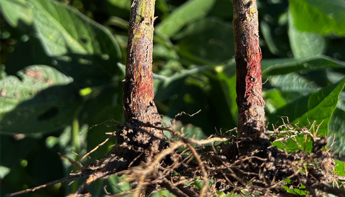 Request for Red Crown Rot Samples - Field Advisor