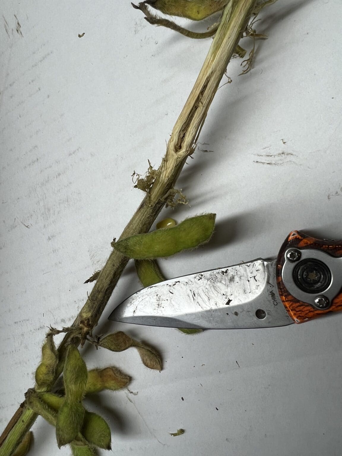 What About Stem Canker on Soybean? - Field Advisor