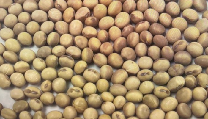 USDA Removes SBOC from Soybean Grading Criteria - Field Advisor