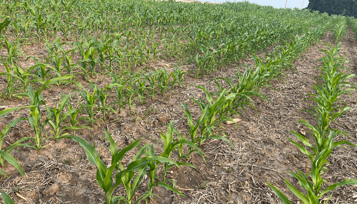 Scooby-Doo Corn Mystery: What the pHex is Going On? - Field Advisor