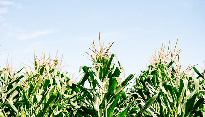 Corn Pollination Progress - Field Advisor