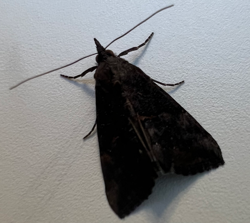 Question of the Week: What Is the ID of All These Black Moths? - Field ...