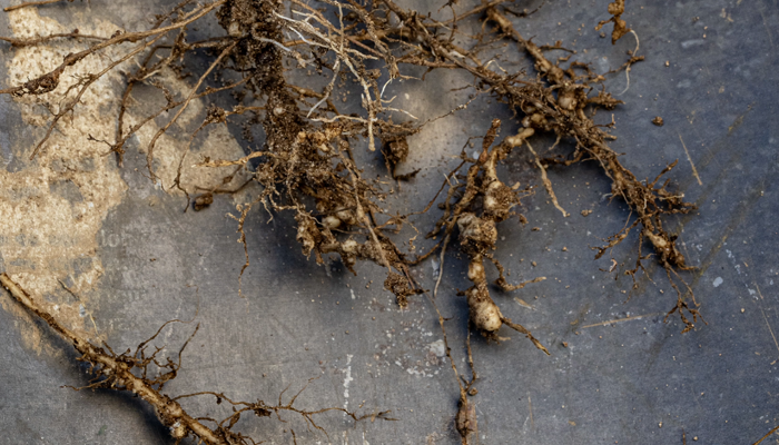 Managing Southern Root Knot Nematode in Illinois Soybean Fields - Field ...