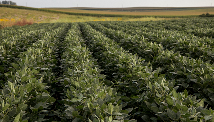 Farm Policy and the Brief Saga of Soybeans, Part 2 - Field Advisor