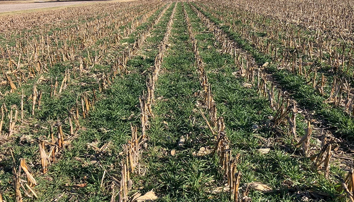 Exploring Cereal Rye Planting Date and Seeding Rate in Illinois Row ...