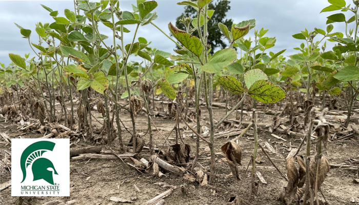 Disease Management Considerations: Phytophthora, White Mold and More ...