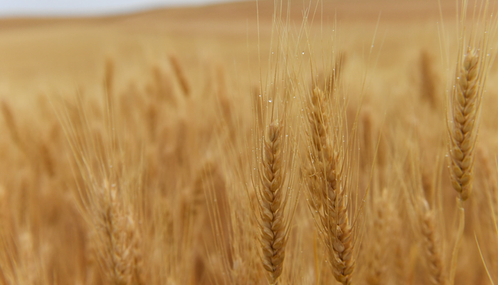 Wheat Genetics and Management Considerations for Double-Crop Bean ...