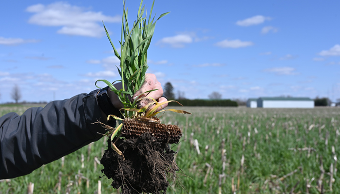 Cover Crop Update from Across the State - Field Advisor