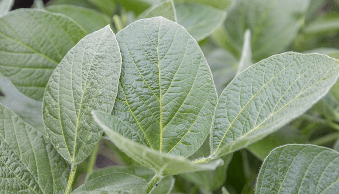 Achieving High Yield Soybeans While Protecting the Soil - Field Advisor