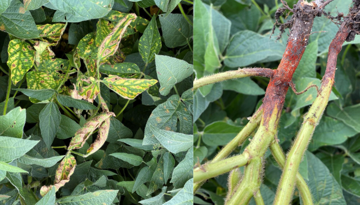 Exploring Red Crown Rot: Insights from Soybean Summit Panel - Field Advisor