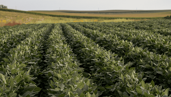 Branches to Bushels: Soybean Placement Insights and Strategies - Field ...