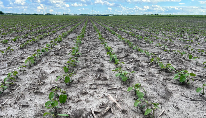 How Will Planting Delays Impact Yield? - Field Advisor