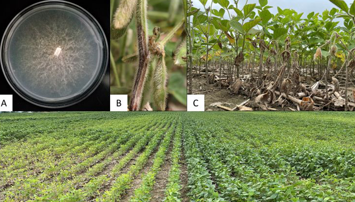 Soybean Phytophthora Stem and Root Rot Resistance Genes Have Become ...