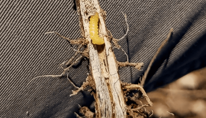 Which Insect Pests and Diseases Cause the Most Damage to Soybean Stems ...