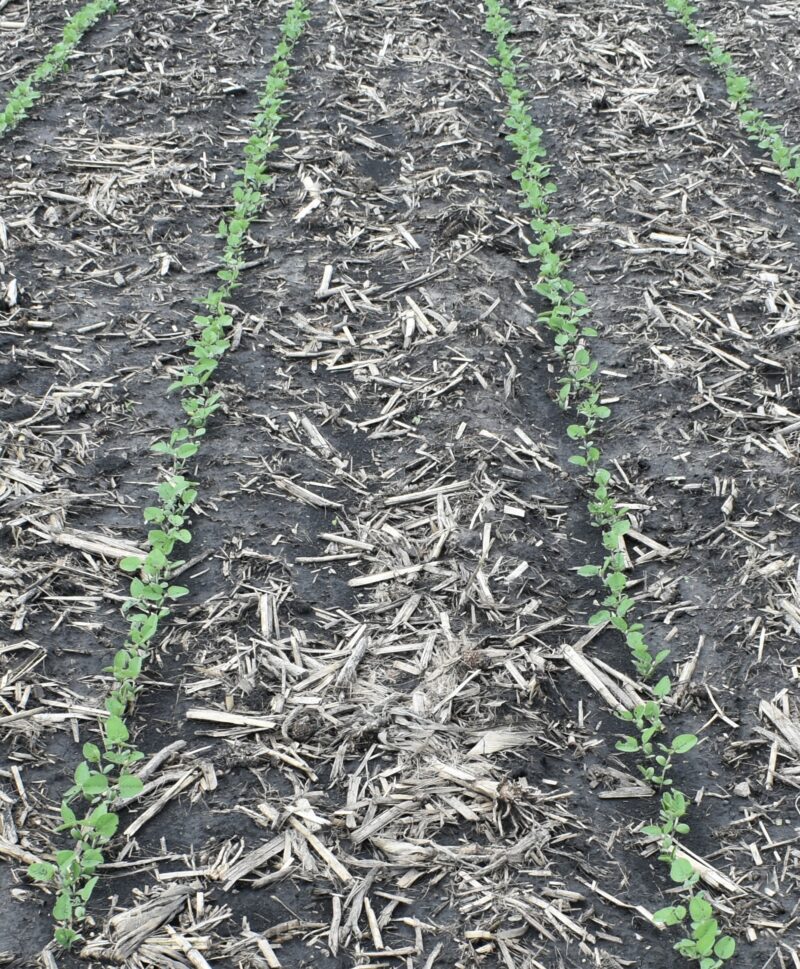 Research Update: Injury Potential to Very Early Planted Soybean from ...