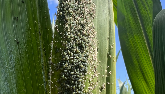 Corn Leaf Aphids Attack! - Field Advisor