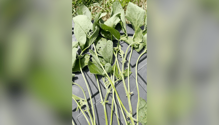 Staging Soybeans for Fungicide at the R3 Growth Stage - Field Advisor