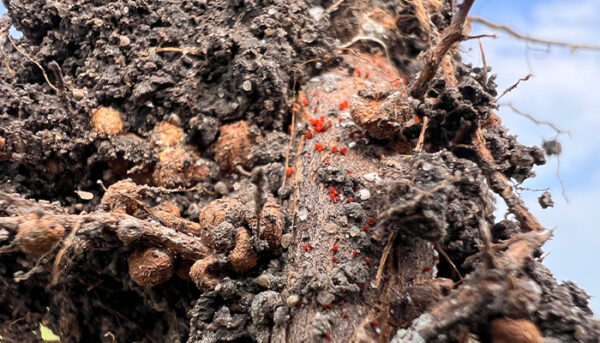 Home - Field Advisor