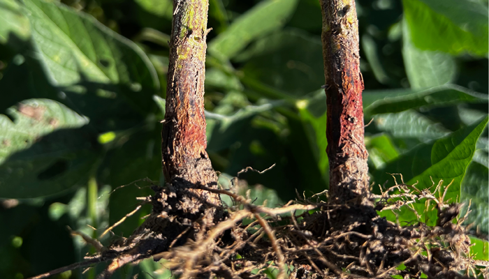 Red Crown Rot: Where Is It and What Is Being Done About It? - Field Advisor