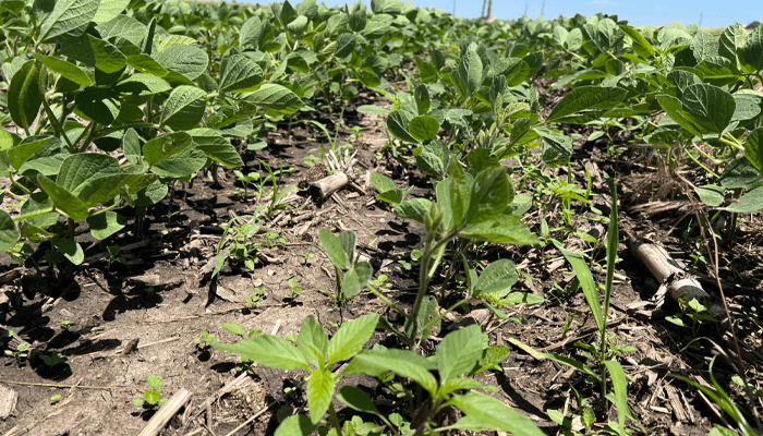 Stuck in the Weeds? Check out GROW and Take Action for Help! - Field ...
