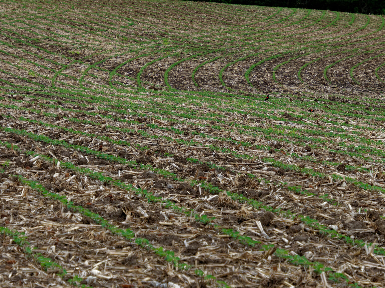Farming Flashback: 1970s Soybean Management - Field Advisor