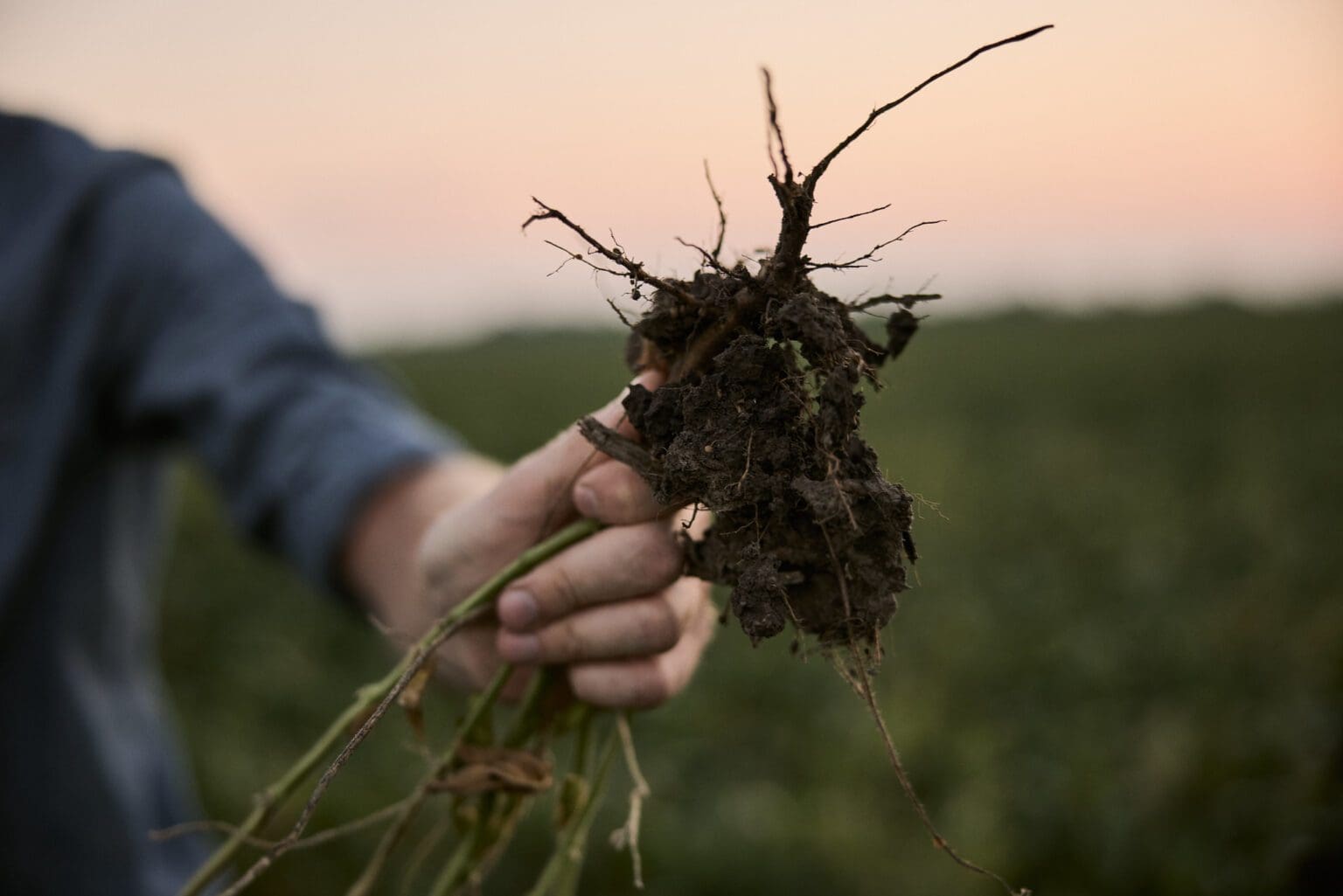 Digging Into Soybean Nodulation - Field Advisor