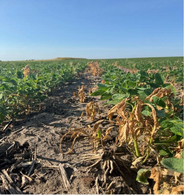 What in the Waterhemp Do We Spray? - Field Advisor