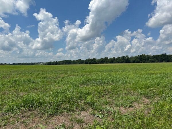 Prevented Planting Considerations for 2025 - Field Advisor